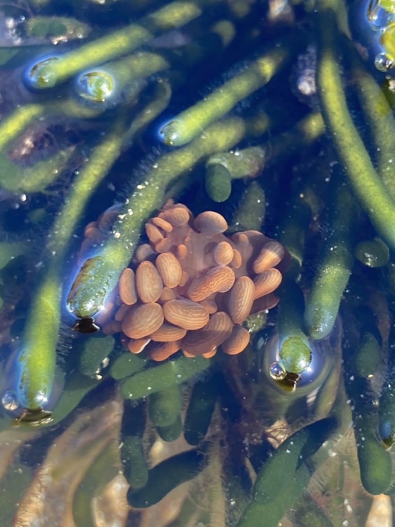 Wandering Sea Anemone from Tasman Sea, Bulli, NSW, AU on June 16, 2023 ...