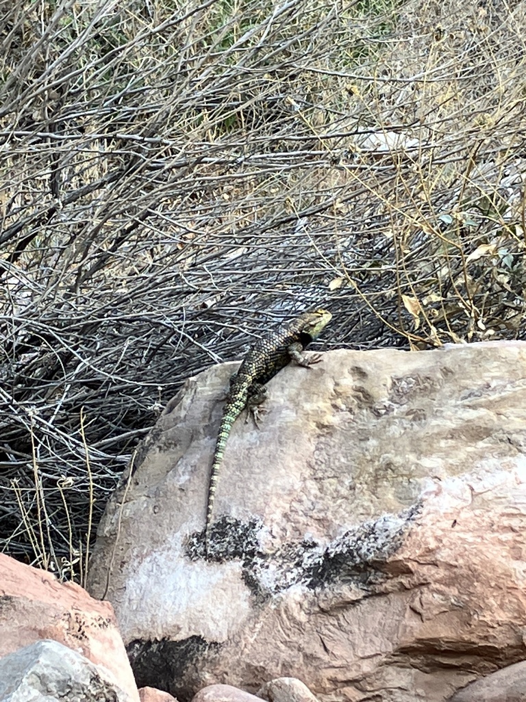 Desert Spiny Lizard from Grand Canyon, Grand Canyon National Park ...
