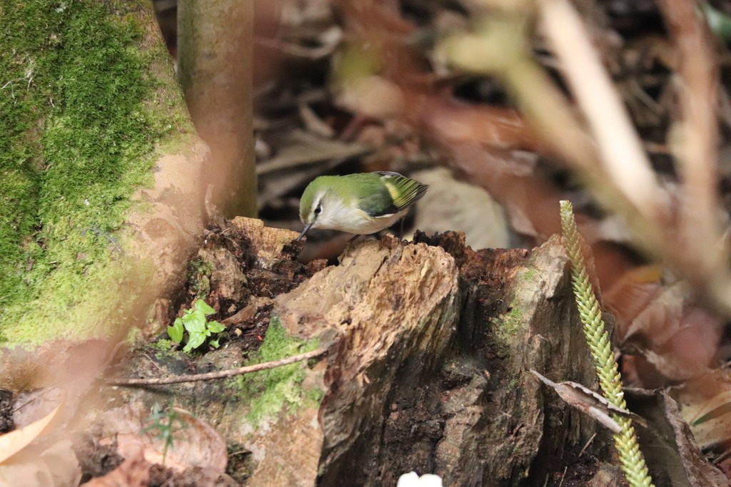 North Island Rifleman from Wellington Botanic Garden, Wellington, New ...