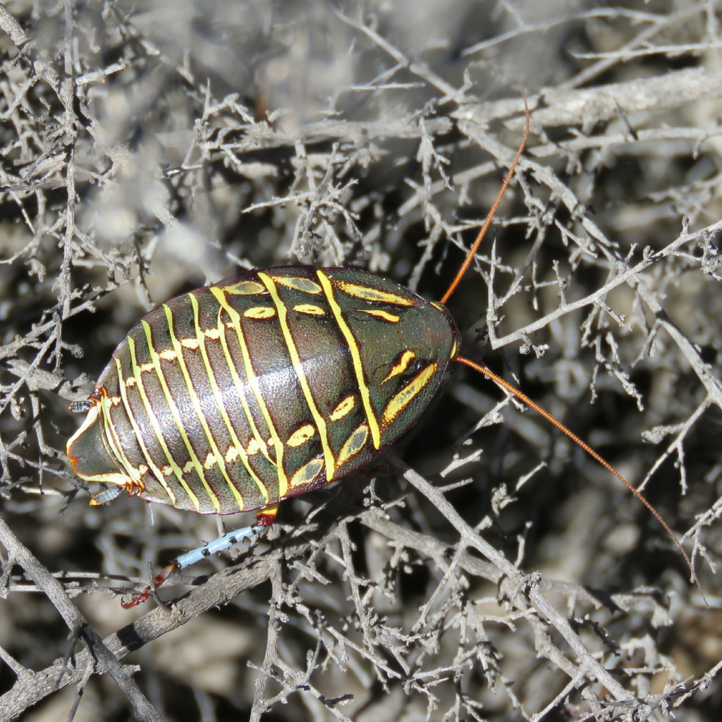 Mitchell's Diurnal Cockroach from Norseman WA 6443, Australia on June ...