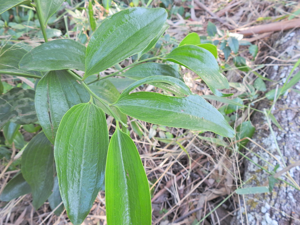 Broad Leaved Native Cherry from Hervey Bay - Pt A, Queensland ...