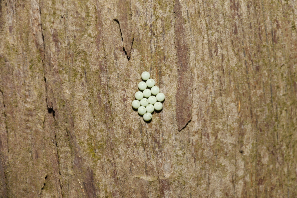 Lychee Stink Bug from 台灣南投縣 on March 29, 2023 at 09:24 PM by Mickey Wu ...