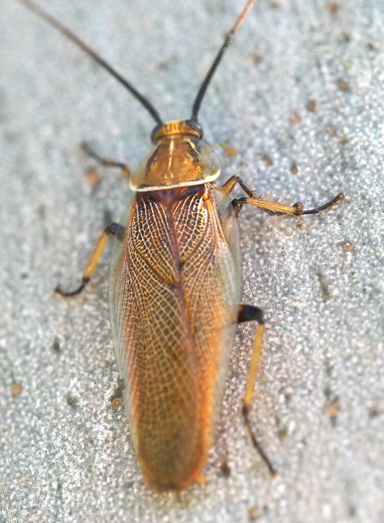 Balta bicolor from Manningham - West, AU-VI, AU on June 16, 2023 at 11: ...