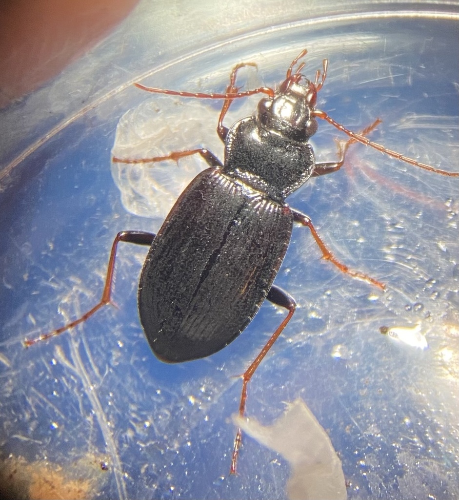European Gazelle Beetle from Haugh Road, Glasgow, Scotland, GB on June ...