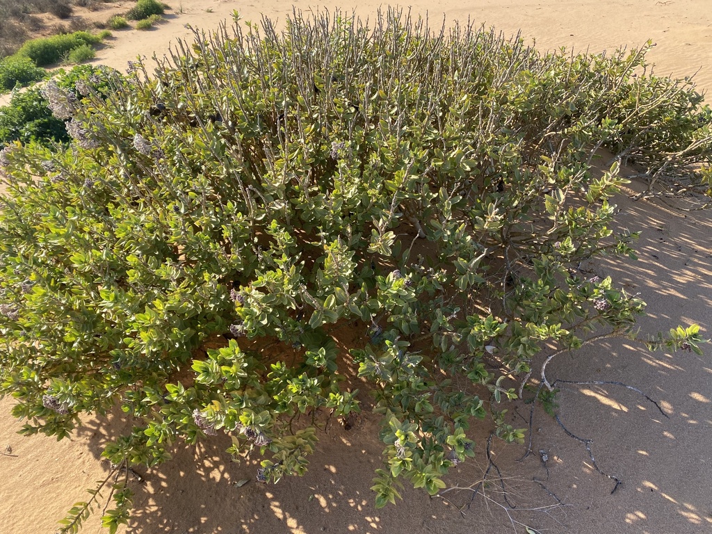 dicots from Mallee Ward, Tailem Bend, SA, AU on June 16, 2023 at 09:29 ...