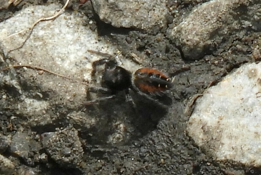 Johnson's Jumping Spider from Corte Madera, CA, USA on April 1, 2023 at ...