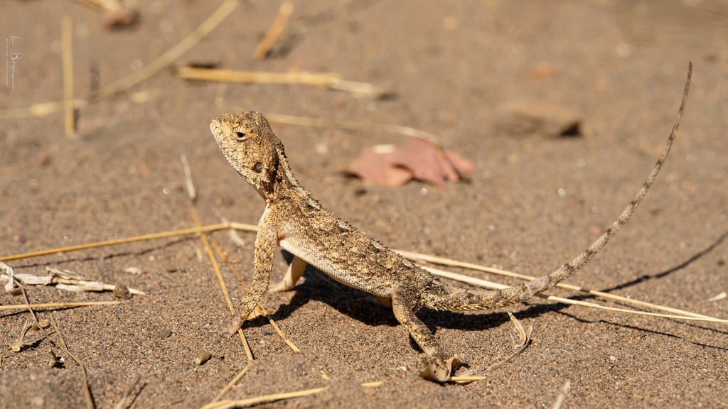 Tropical Spiny Agama from Majete Wildlife Reserve, Chikwawa, MW on June ...