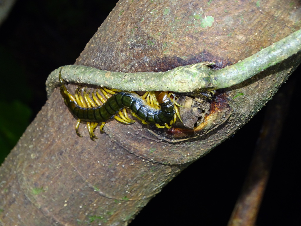 Chinese Red-headed Centipede from 台灣台北 on June 15, 2023 at 09:22 PM by ...