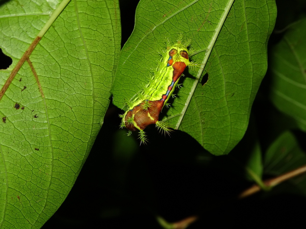 Monema rubriceps from 台灣台北 on June 15, 2023 at 08:04 PM by 李成華. 台灣黃刺蛾 ...