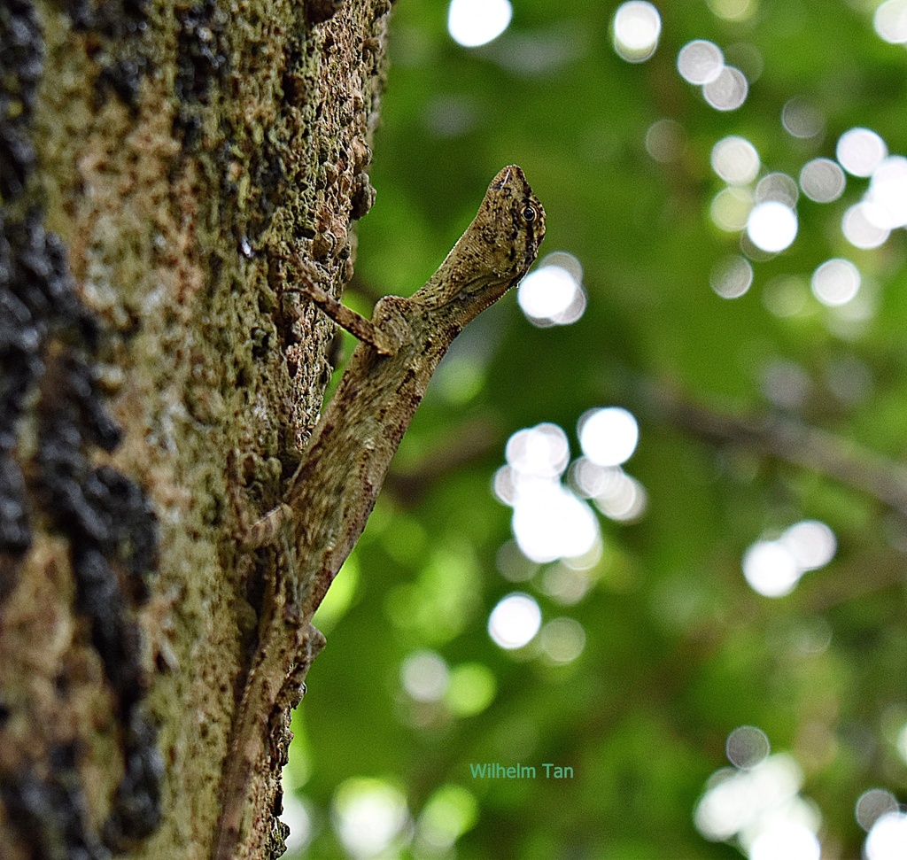 Philippine Flying Dragon from Taytay, 1920 Rizal, Philippines on June 8 ...