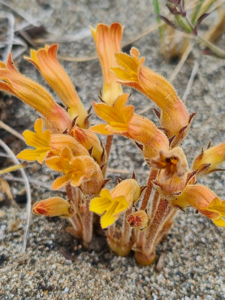 yellow clustered broomrape from Jenner, CA 95450, USA on June 15, 2023 ...