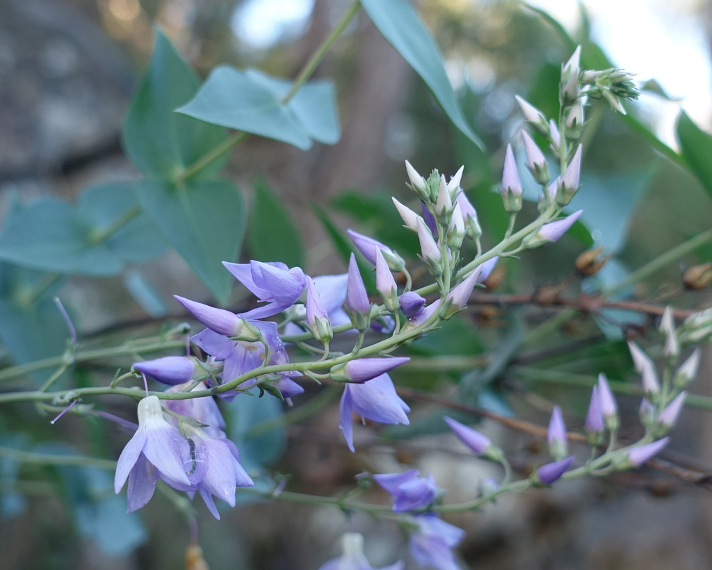 Digger's Speedwell from Wangaratta South VIC 3678, Australia on June 16 ...