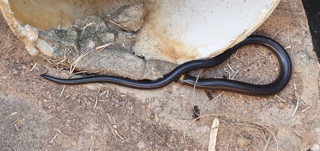 Three-clawed Worm-skink from Bald Hills QLD 4036, Australia on June 16 ...