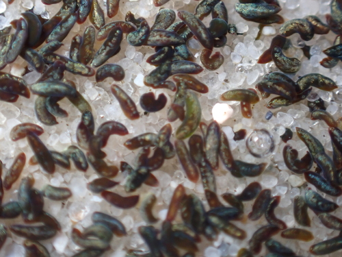 Wulguru cuspidata · iNaturalist