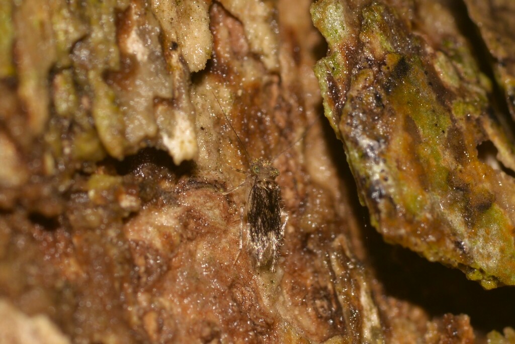 Scaly-winged Barklice from Lord Howe Island NSW 2898, Australia on ...