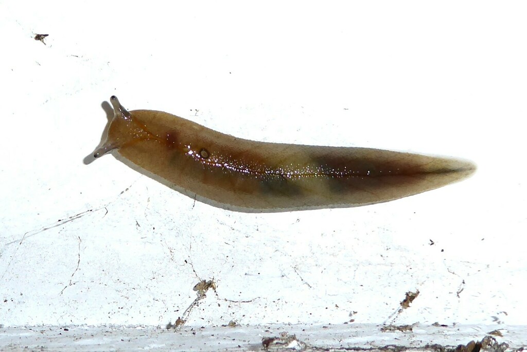 Leaf-veined Slugs from Waikouaiti, New Zealand on June 5, 2023 at 09:13 ...