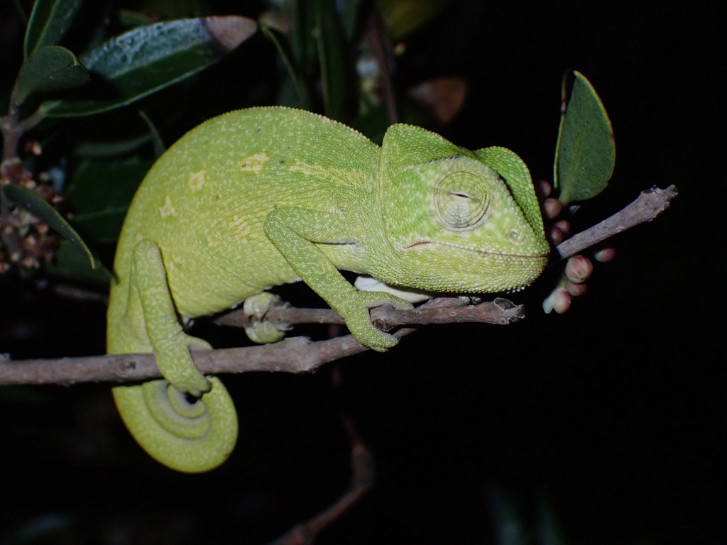 African Chameleon in April 2023 by Mina Zaki · iNaturalist