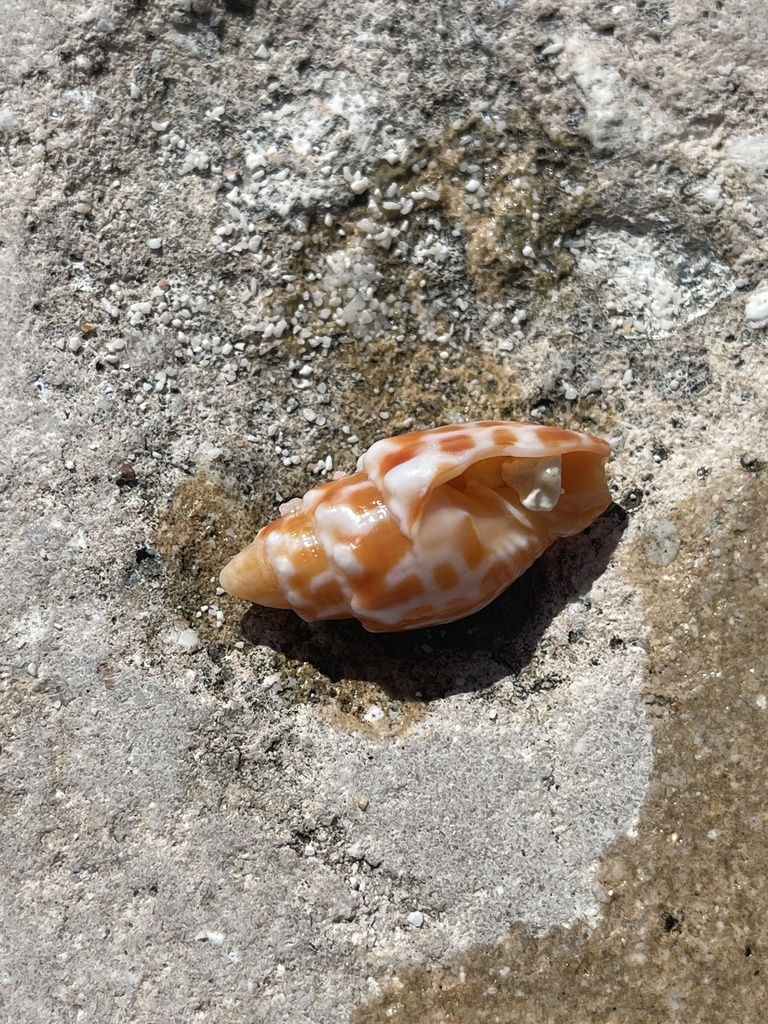 Pontifical mitre from Diego Garcia, IO on June 16, 2023 at 02:48 PM by ...