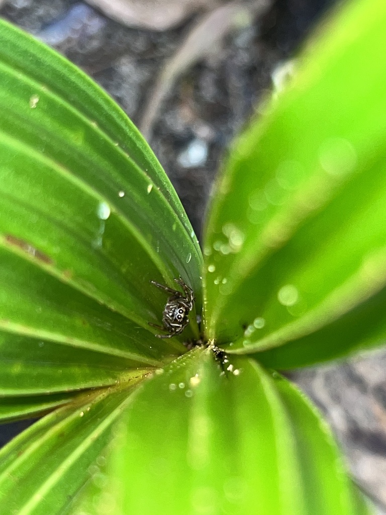Jumping Spiders from Palau, PW on June 15, 2023 at 11:49 AM by oskebong ...