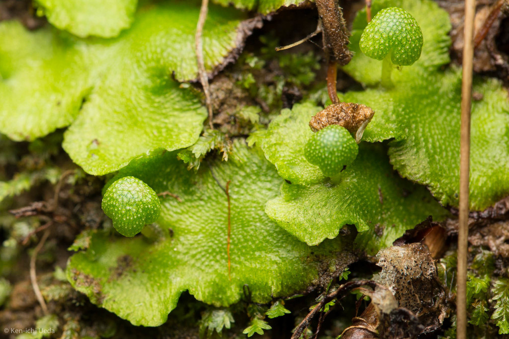 California asterella from Fernandez Ranch, Contra Costa County, CA, USA ...