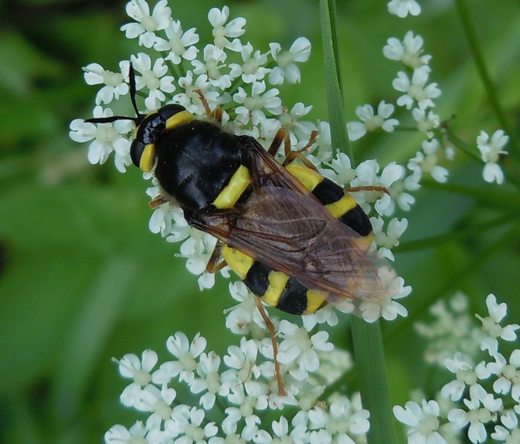 Clubbed General from 2560 St. Veit an der Triesting, Österreich on June ...