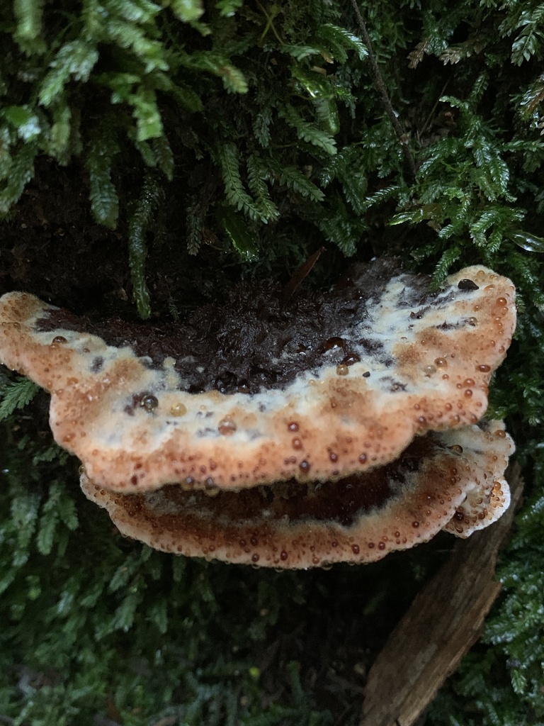 Ryvardenia campyla from Snug Tiers Nature Recreation Area, Snug, TAS ...