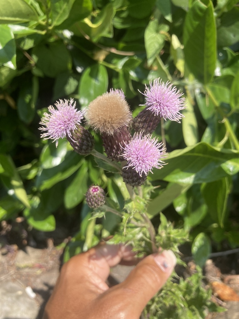 creeping thistle from GCU Glasgow Caledonian University, Glasgow ...