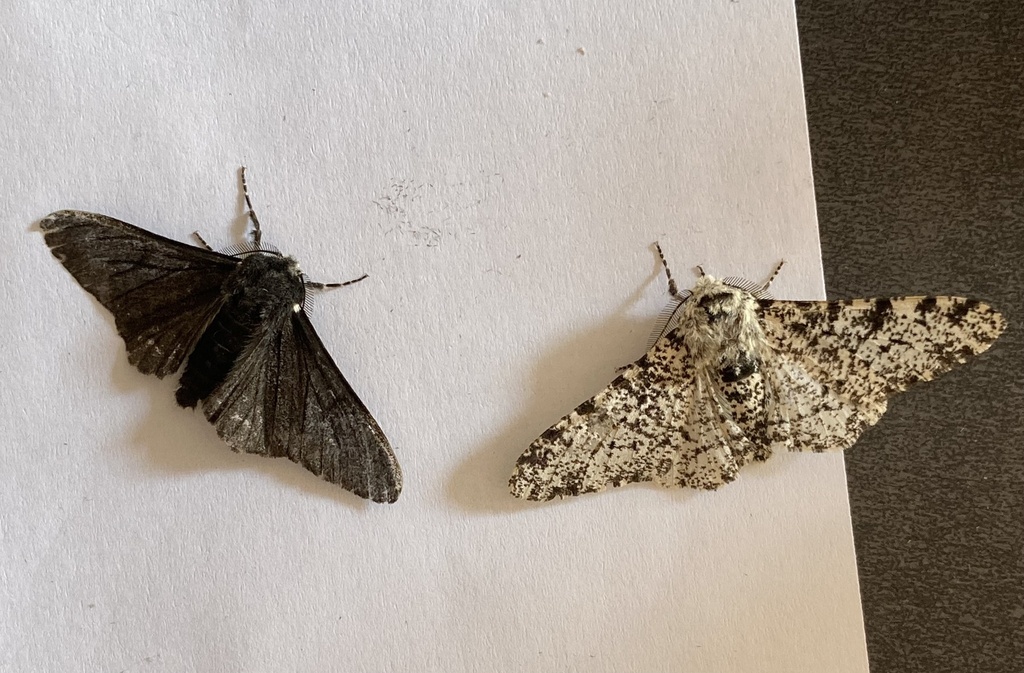 Peppered Moth from Furnace Lane, Northampton, England, GB on June 16, 2023 at 08:39 AM by ...