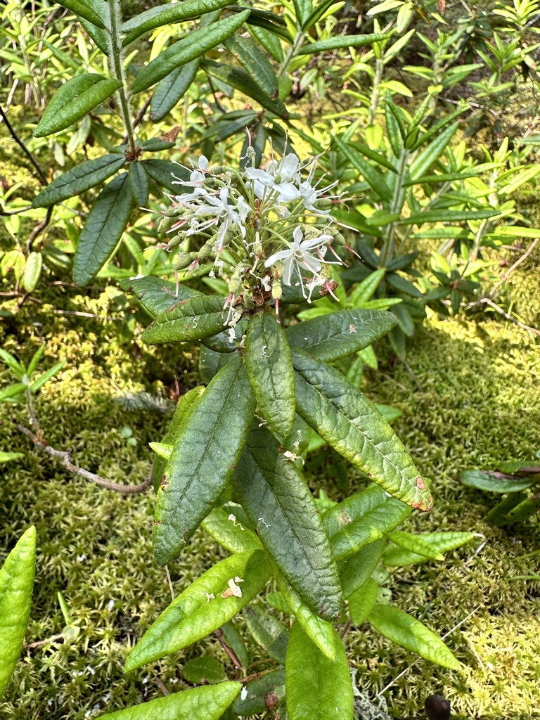 Bog Labrador Tea from Aurora, MN, US on June 15, 2023 at 02:40 PM by ...