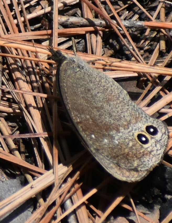 Hybrid Argus from Sharchi Rd, Pekhri, Himachal Pradesh 175123, India on ...