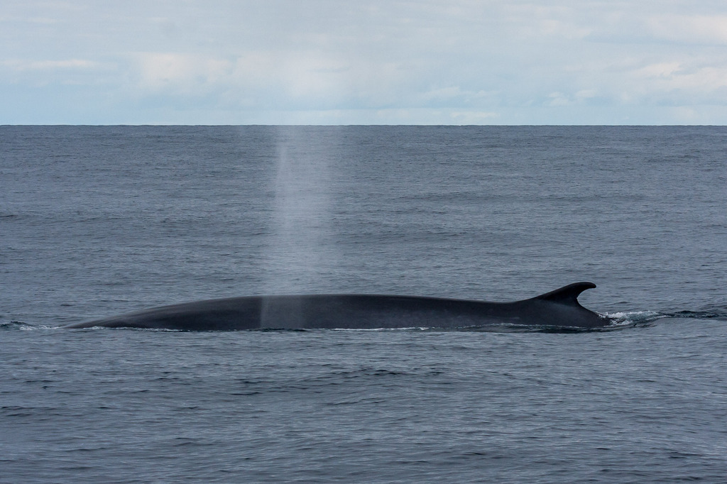 (Balaenoptera) - Marine Life Identification