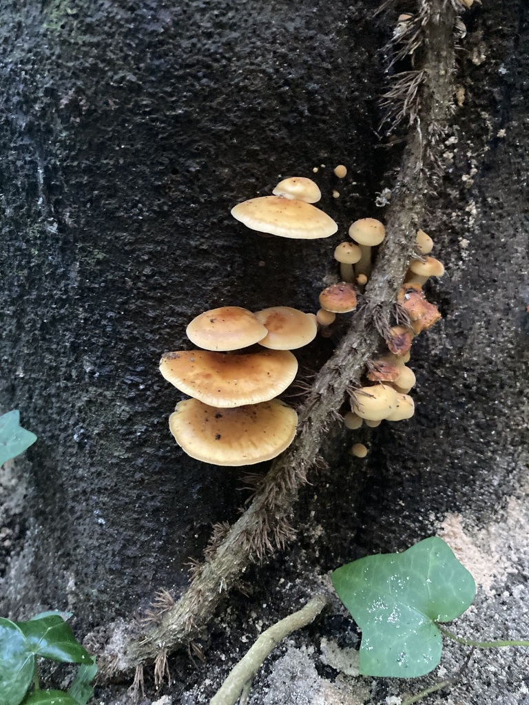 Velvet Foot from Cashmere, Christchurch, New Zealand on June 16, 2023 ...