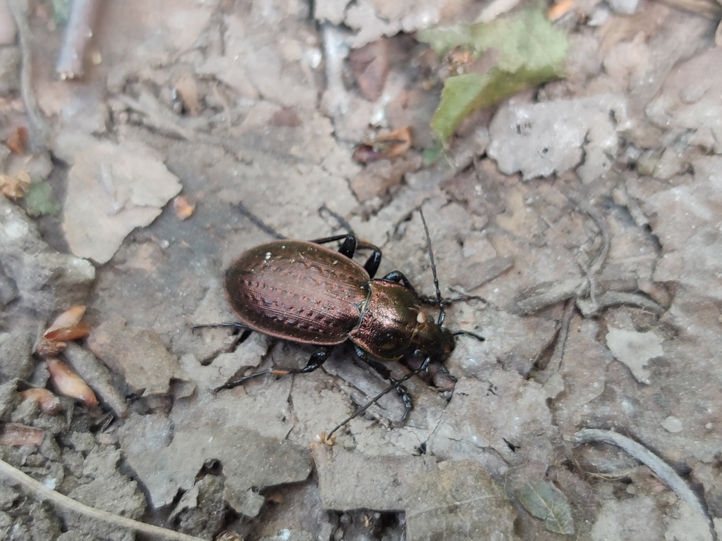 Carabus manifestus from Yanqing District, Beijing, China on June 08 ...