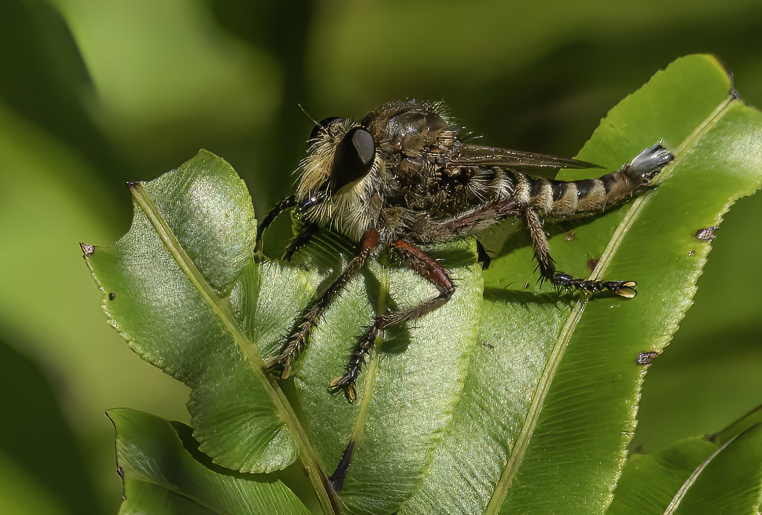 Promachus bastardii (Macquart, 1838)