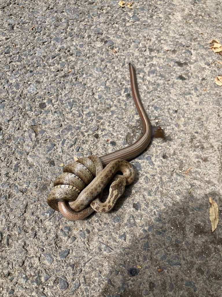 Smooth Snake in June 2023 by omeleta · iNaturalist