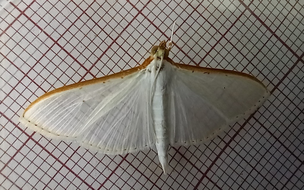 Jasmine Moth from Escola Secundária José Gomes Ferreira on June 16 ...