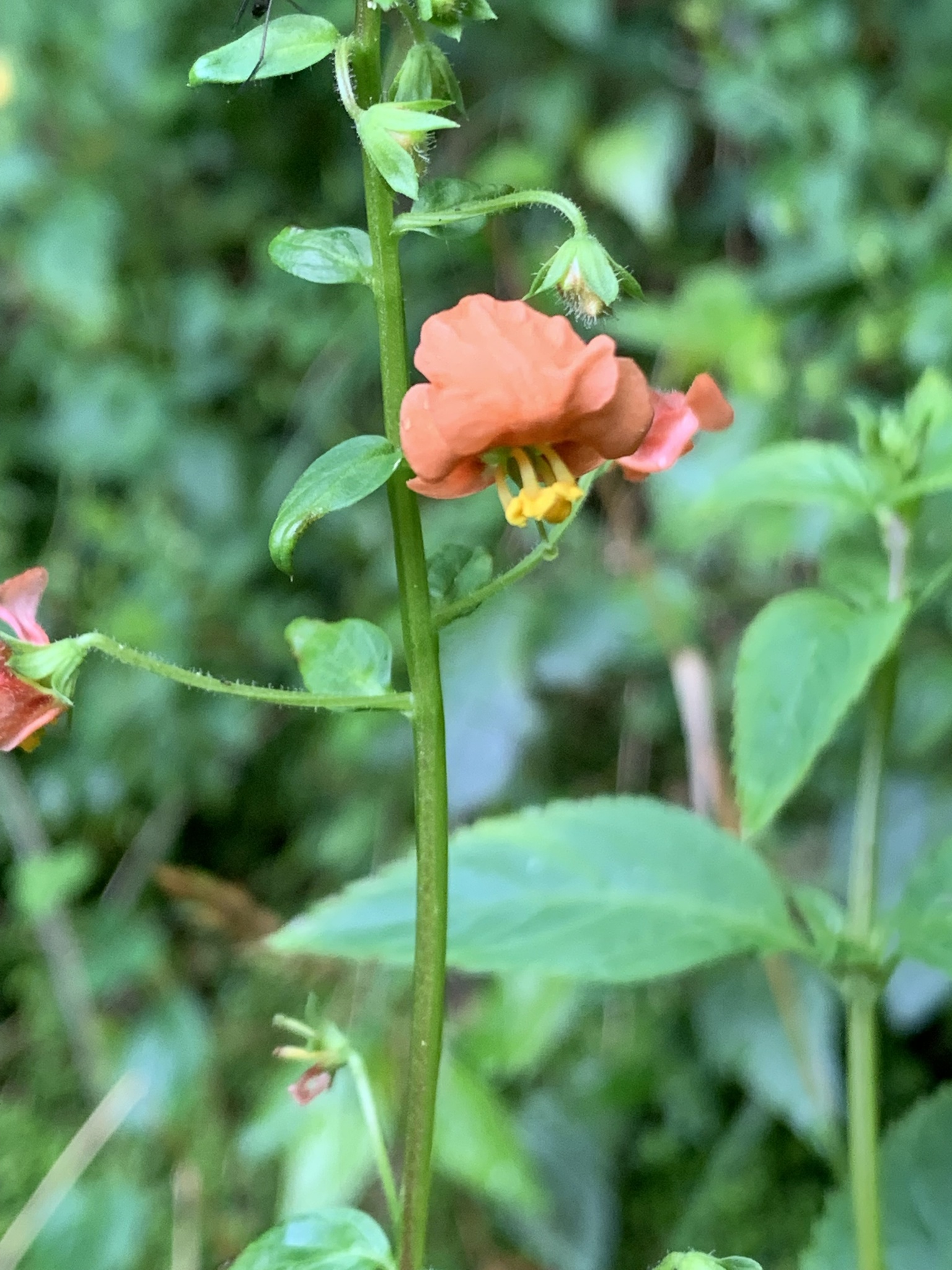 Alonsoa meridionalis (L.fil.) Kuntze