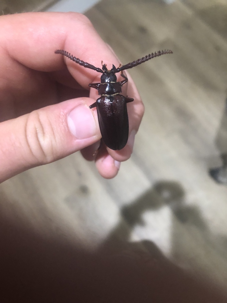Tile-horned Prionus in June 2023 by Mason Sieg · iNaturalist