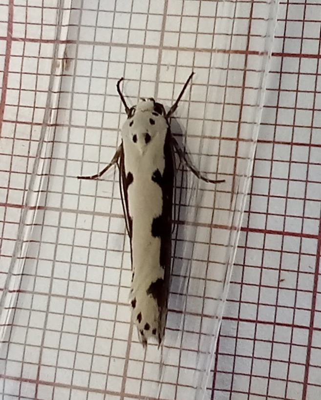 Viper's Bugloss Moth from Escola Secundária José Gomes Ferreira on June ...