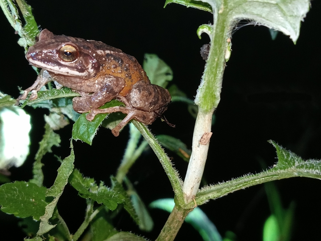 Santander Robber Frog in June 2023 by Fundacion ProAves · iNaturalist