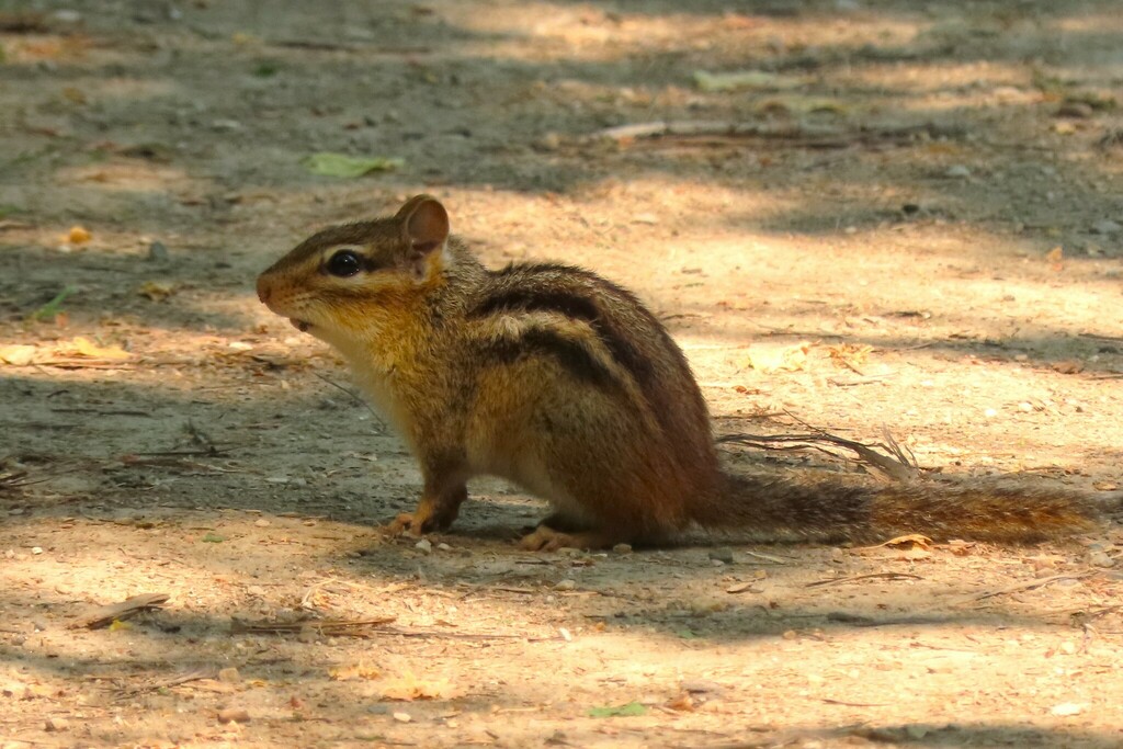 Eastern Chipmunk from Mill Race Trail, St. Jacobs, Waterloo Regional ...