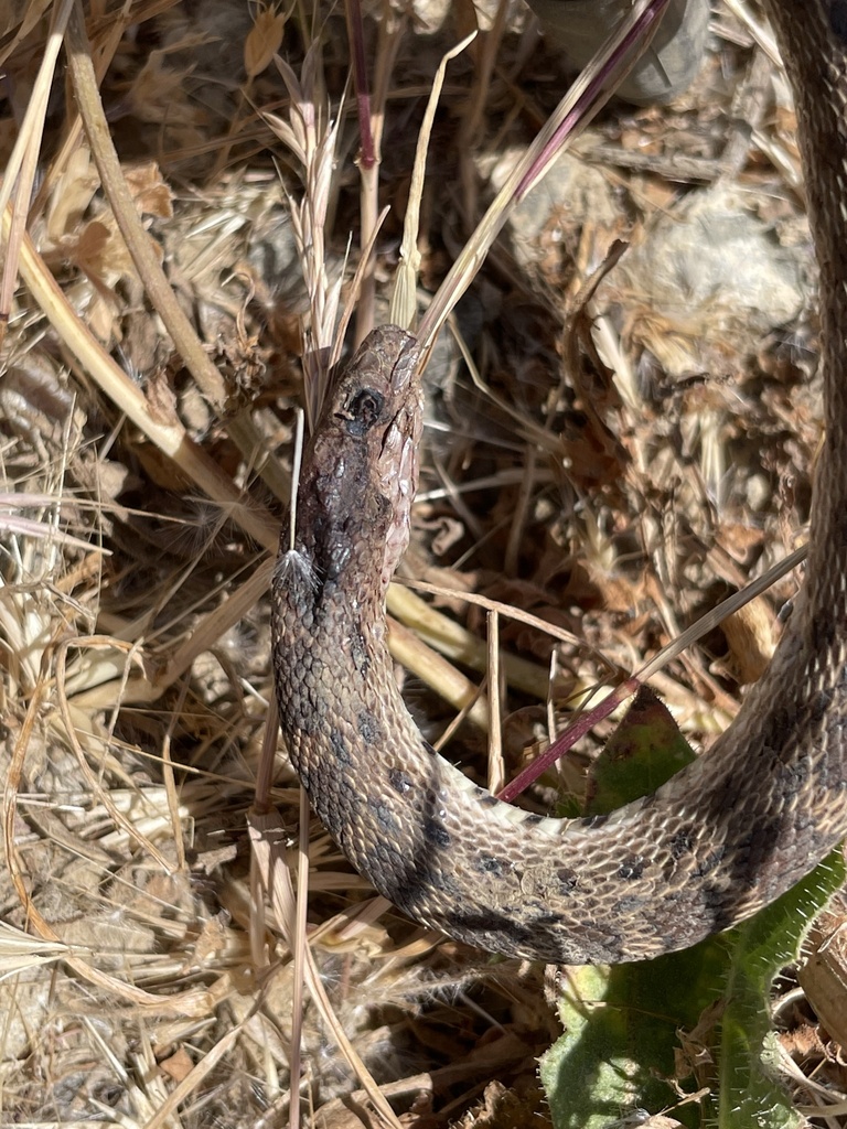 Pacific Gopher Snake from Pleasanton Ridge Regional Park, Hayward, CA ...