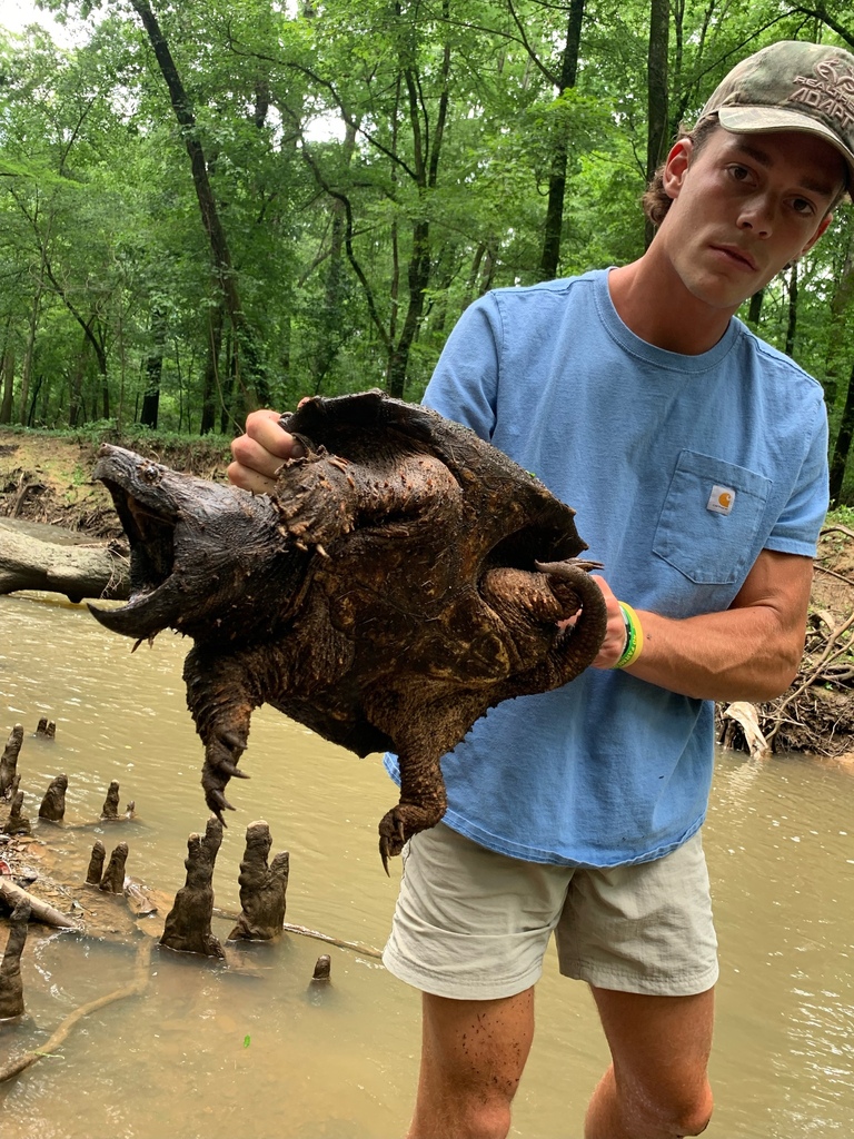 Alligator Snapping Turtle in June 2023 by imiller1 · iNaturalist