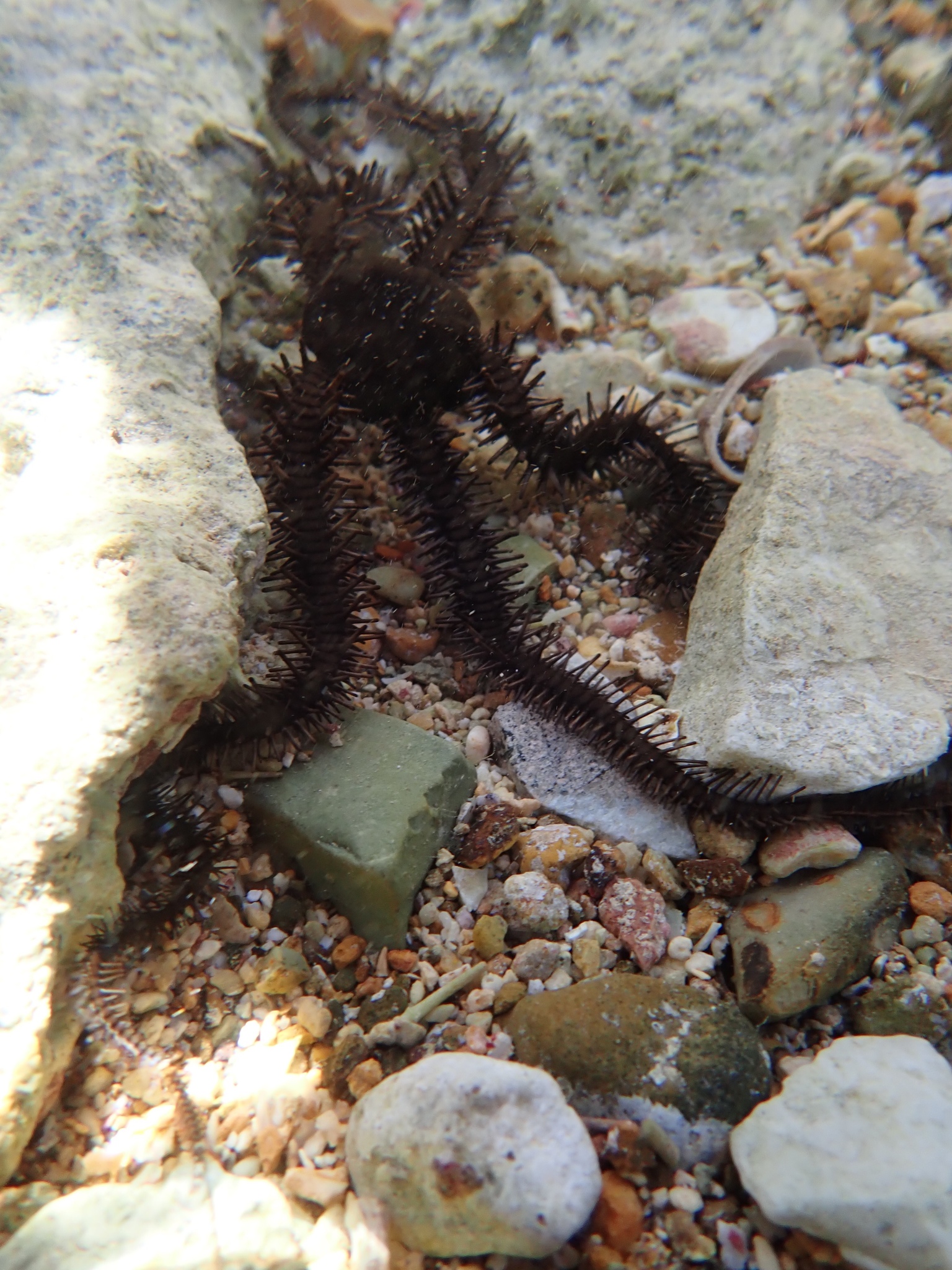 Ophiocoma echinata (Lamarck, 1816)