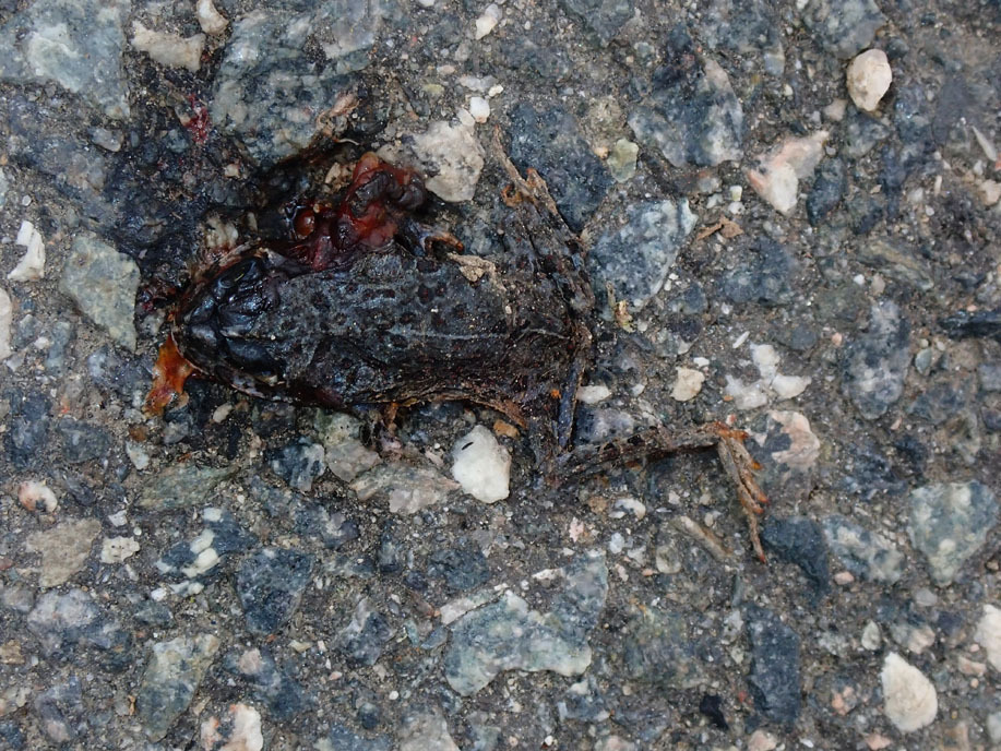 Western Toad from Los Angeles County, US-CA, US on June 14, 2023 at 01: ...