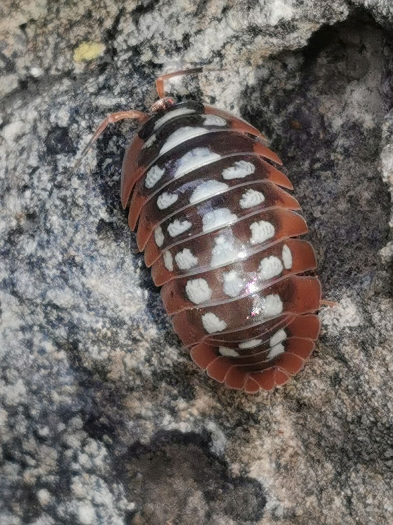 Clown Isopod from ΞΕΝΟΔΟΧΕΙΟ BENITSES VIEW E, Gastouri 490 84, Graikija ...