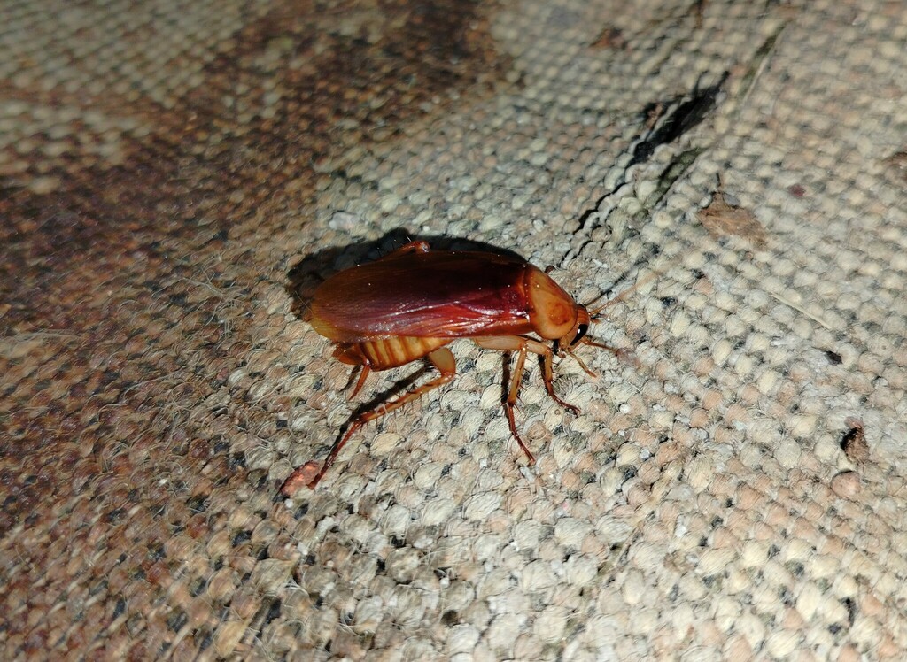 American Cockroach from Al Qibla, Basrah, Iraq on June 16, 2023 by زين ...