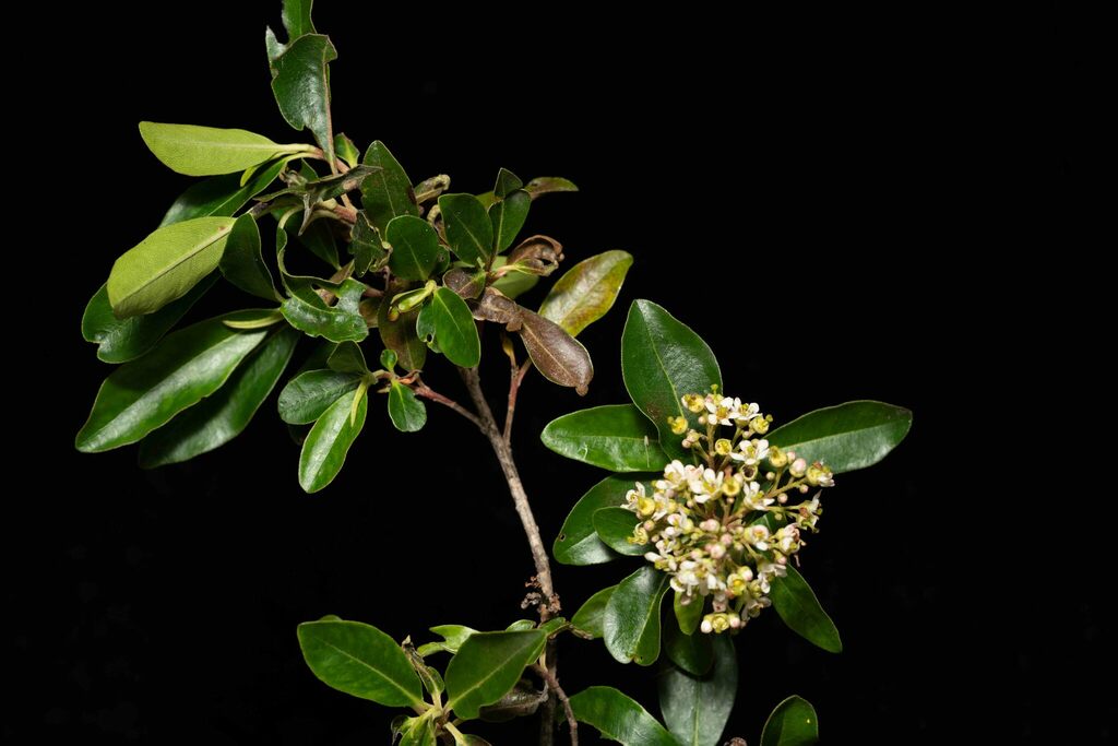 Escallonia paniculata from Santa Marta, Magdalena, Colombia on May 30 ...