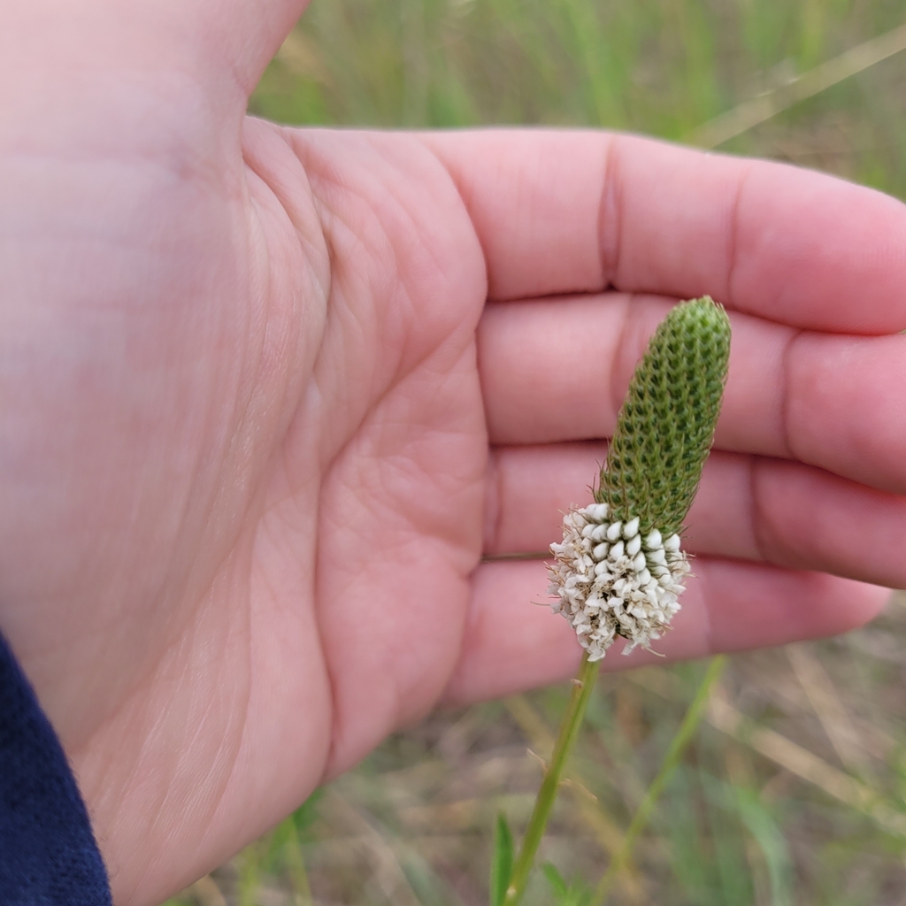 white prairie clover from Savanna Township, IL, USA on June 16, 2023 at ...
