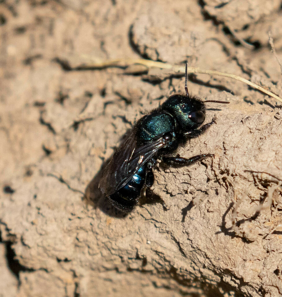 Mason Bees from Mount Diablo, Curry Canyon, Contra Costa County, CA ...
